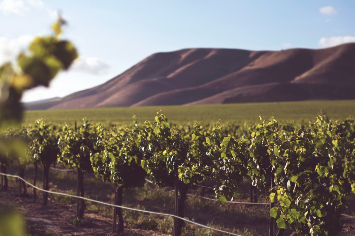 CA shows potential for table grape transport - Maersk Container Industry