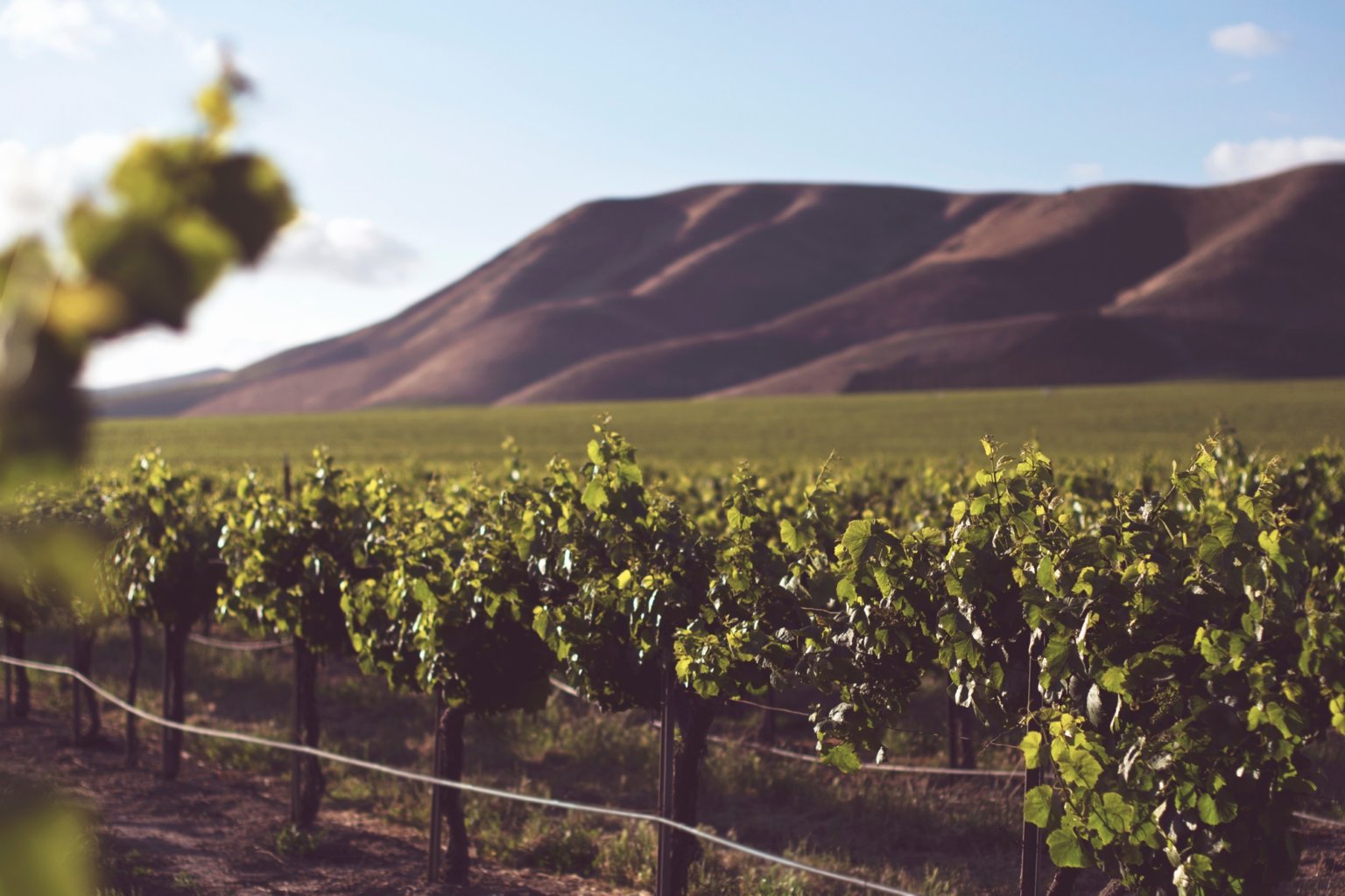CA shows potential for table grape transport - Maersk Container Industry